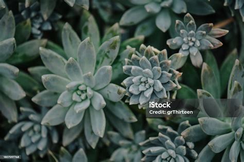 배경 열 대 녹색 나뭇잎 질감을 닫습니다 열 대 잎 자연 개념입니다 0명에 대한 스톡 사진 및 기타 이미지 0명 개념 녹색 Istock