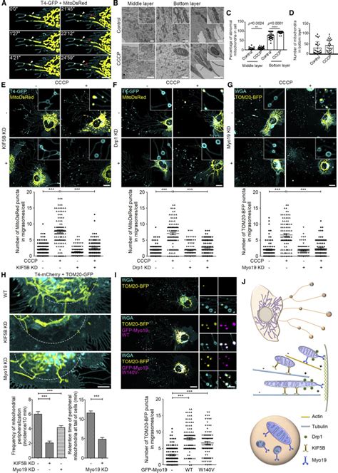 Mitocytosis A Migrasome Mediated Mitochondrial Quality Control Process Cell