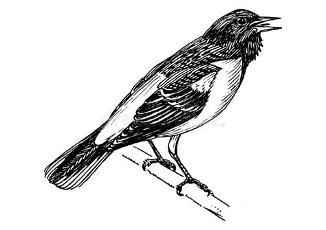 Drawing Of Baltimore Oriole With A White Background Stock Illustration