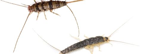 Firebrats Vs Silverfish Moxie Pest Control