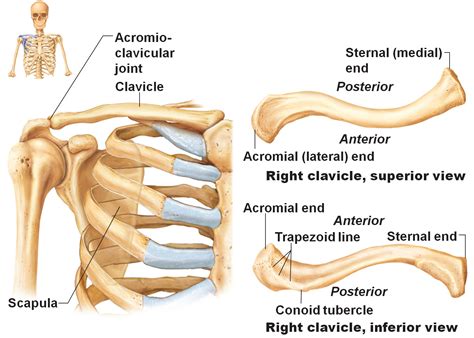 Clavicle Labeled Diagram Anatomy And Structure
