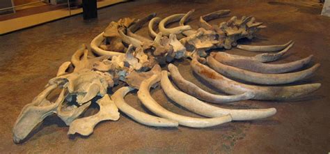 Stellers Sea Cow The Extinct Giant Ocean Info
