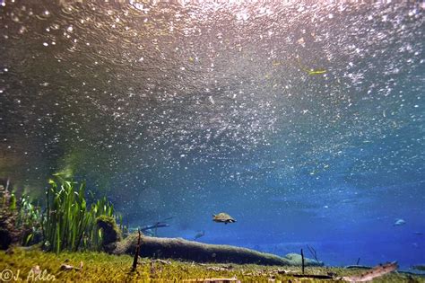 Naked Spring High Springs Florida Florida Springs