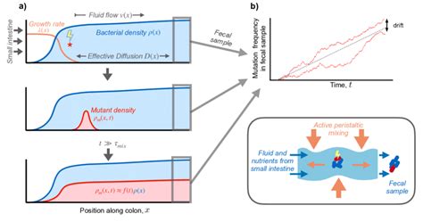 Dynamics Of A Genetic Variant In A Spatially Extended Population In The