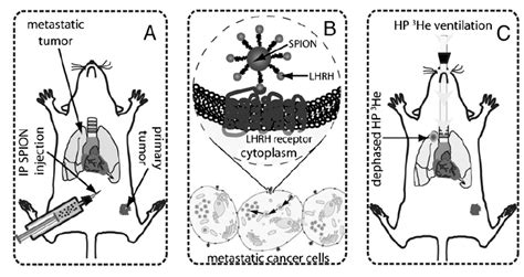 Molecular Mri For Sensitive And Specific Detection Of Lung Metastases Toxicologic Pathology