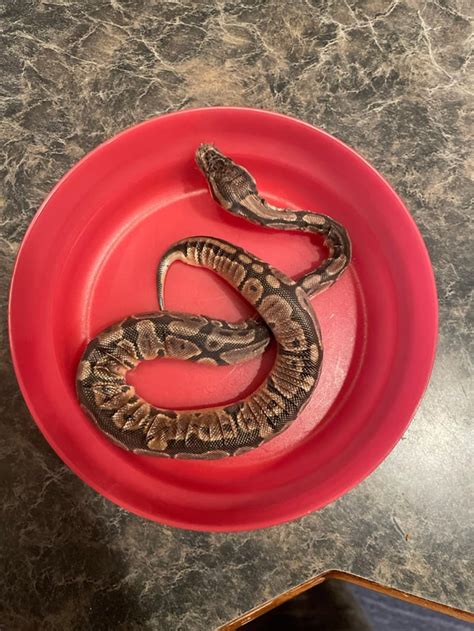 normal r ballpython