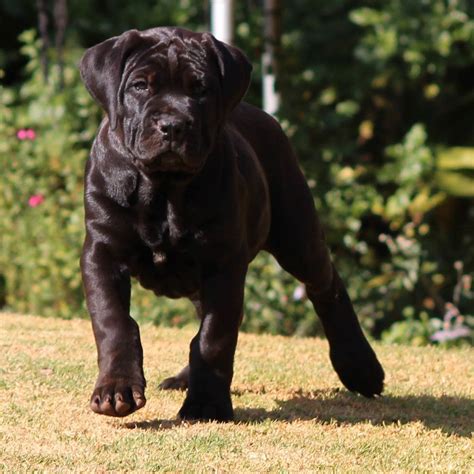 Black Boerboels Top Boerboel Black Boerboels Top Boerboel