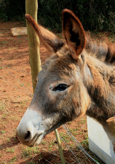Donkey Free Stock Photo Public Domain Pictures