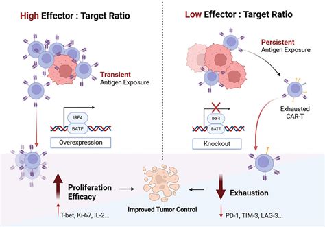 Jci Insight Enhancing The Potency Of Car T Cells Against Solid Tumors