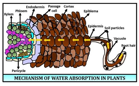 Absorption By Roots Class 10 Icse Notes