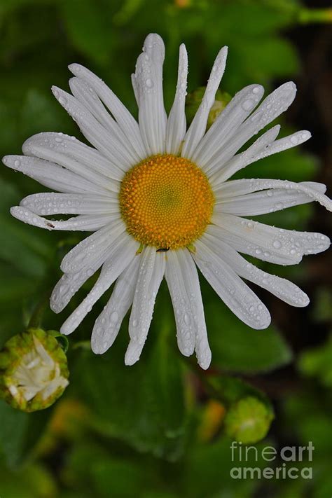 Daisy 1 Photograph By Marie Spence Fine Art America