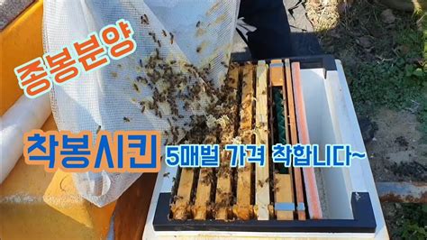 판매완료성주에서 5매벌 60군 골라 가세요 ~ Youtube