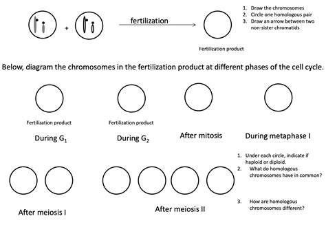 Solved Below Diagram The Chromosomes In The Fertilization