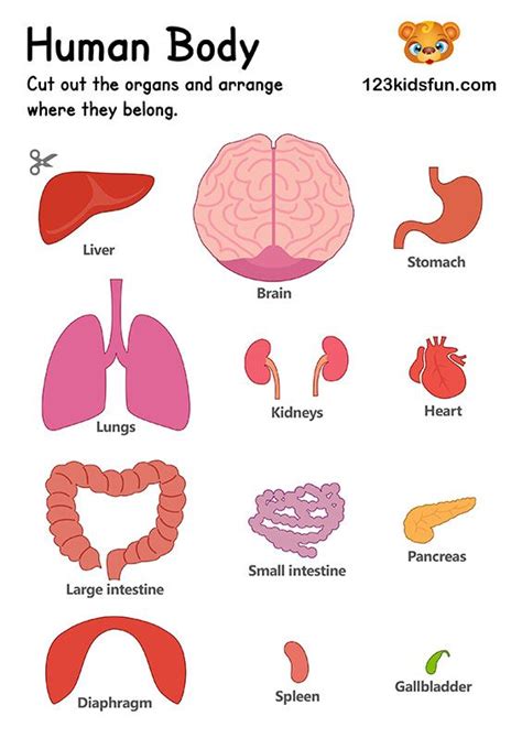 Free Human Body Printables