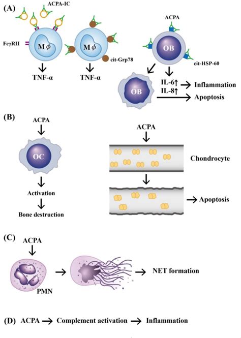 Figure 1 From The Expression Of Non Coding Rnas And Their Target