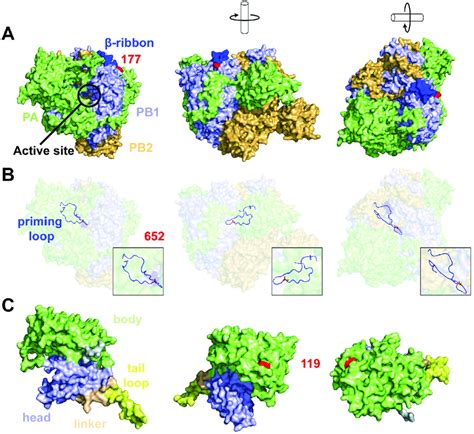 Location Of Pb1 E177g And A652t On The Polymerase Complex And I119m On