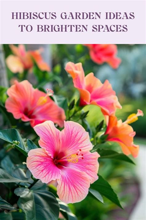 Hibiscus Garden Ideas To Brighten Spaces Hibiscus Garden Hibiscus