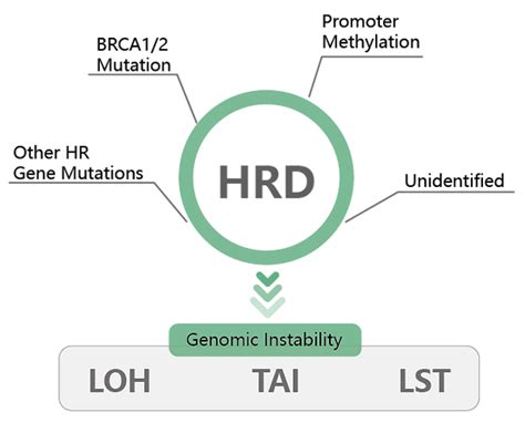 Homologous Recombination Deficiency Hrd Czech Genetics