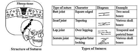 Notes Part 2 Class 11 Science Biology Chapter 16 Skeleton And Movement