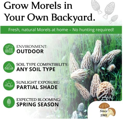 1 Morel Habitat Kit ® Morel Mushroom Grow Kit