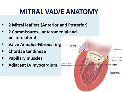 MITRAL STENOSIS UG Final By Dr JTR Pptx
