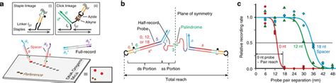 Probe Reach A To Characterize Reach Relative Probe Positioning Was Download Scientific