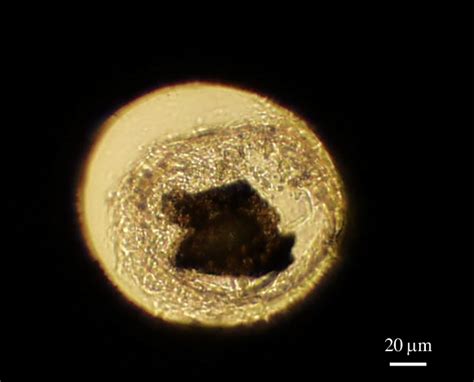 Figure 1 From Synthesis Of Tiniv Nitride With Spinel Structure γ