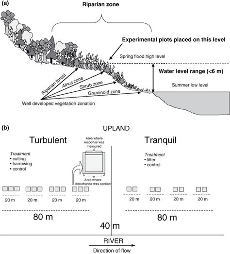 Cross Section Of The Riparian Zone The Riparian Vegetation Along The Download Scientific