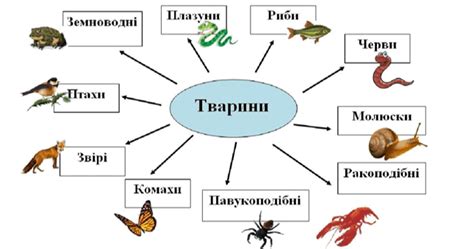 Характерні риси тварин Гетеротрофний тип живлення Середовища мешкання та пристосування до них