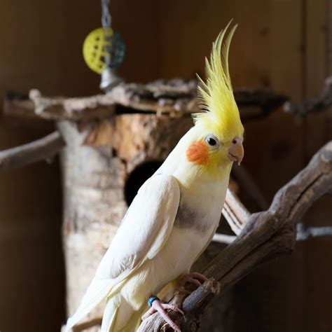 How To Identify And Care For A Cinnamon Cockatiel A Guide