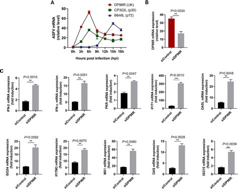 Figure 7 From The African Swine Fever Virus Virulence Determinant Dp96r Suppresses Type I Ifn