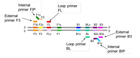 Primer Location Scheme For Loop Mediated Isothermal Amplification Lamp Primer Location Scheme For Loop Mediated Isothermal Amplification Lamp