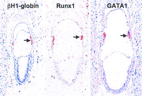 Spatial Expression Patterns Of β β β β βh1 Globin Runx1 And Gata1