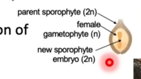 BISC Week Supplement Flashcards Quizlet