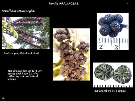 Schefflera Actinophylla Botany Brisbane