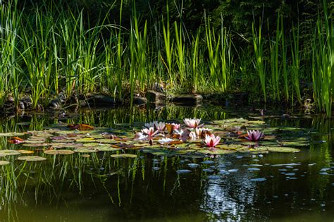 정원 연못에서 매직 핑크 물 백합 또는 연꽃 말리아사 로사 클로즈업 플랜 님파에아 꽃잎과 물 방울잎 거울처럼 물에 물 식물의 반사 꽃 풍경 0명에 대한 스톡 사진 및 기타