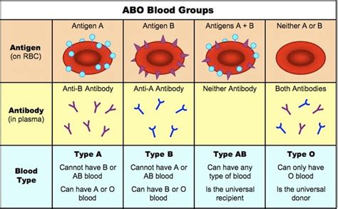 Basis Of Abo Blood Types