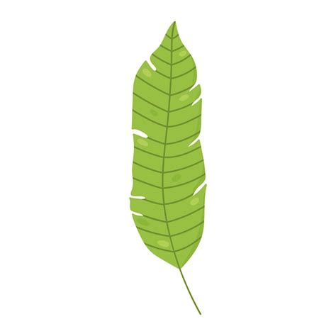 Hoja De Plátano Tropical Aislada Sobre Un Fondo Blanco Ilustración Dibujada A Mano De Un Clipart