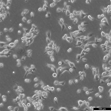 Ebc 1 Cells