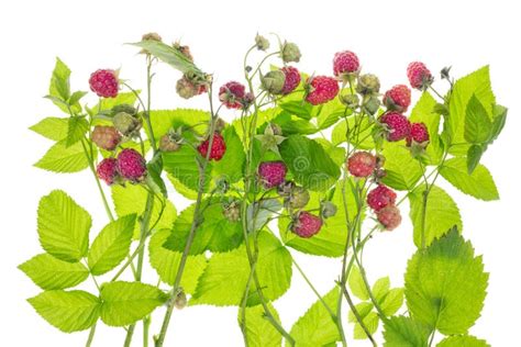 Raspberry Bush Concept Stock Image Image Of Stem Raspberry 25639643
