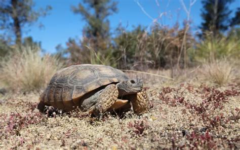 Why Do Tortoises Hibernate The Reasons And The Process Reptile Jam