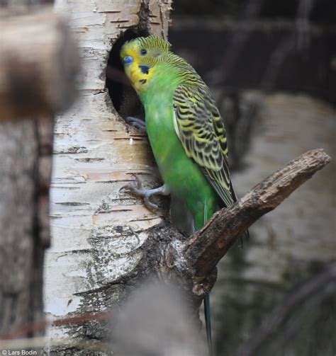 Melopsittacus Undulatus Budgerigar Encyclopedia Of Parrots