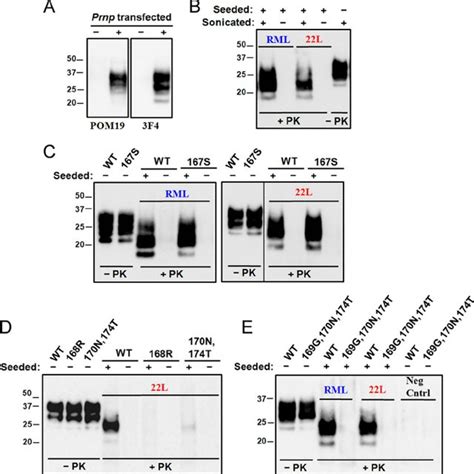 Prion Conversion Using Mutant Prp Expressing Cells Replicates In Vivo Download Scientific