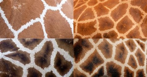 What Is The Difference Between A Reticulated Giraffe And A Giraffe
