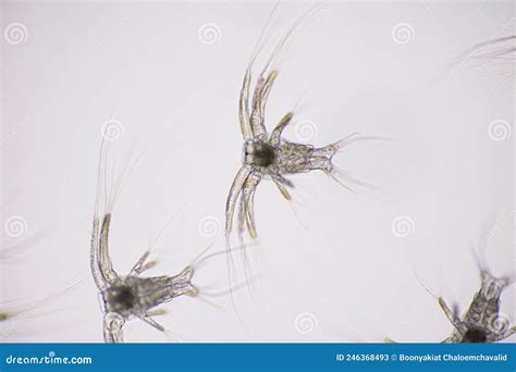 Shrimp Larvae Under A Microscope Shrimp Nauplius Nauplii Larvae