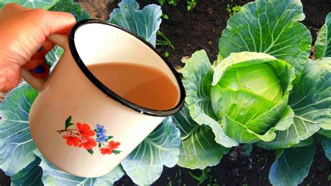 Чим потрібно поливати капусту щоб качани були міцними та не чіпали шкідники