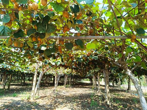Environmental Soil Requirements And Planting Of Kiwi Plants Wikifarmer