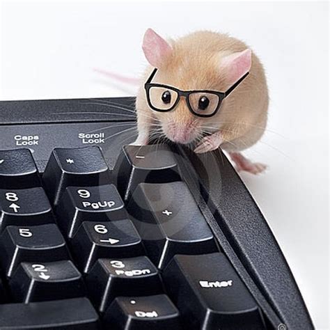 Die Computermaus Youtube