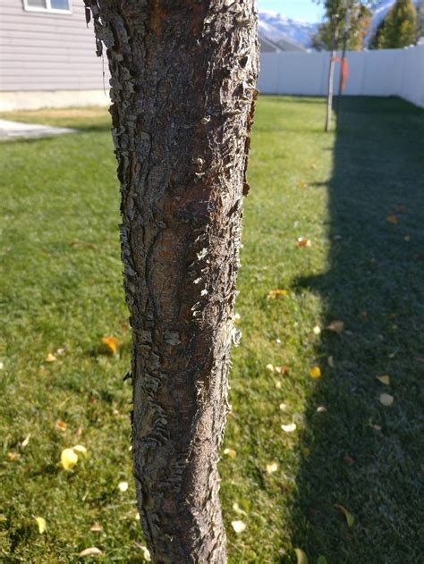 Mulch How Do I Winterize Fruit Trees For Cold Winters Gardening