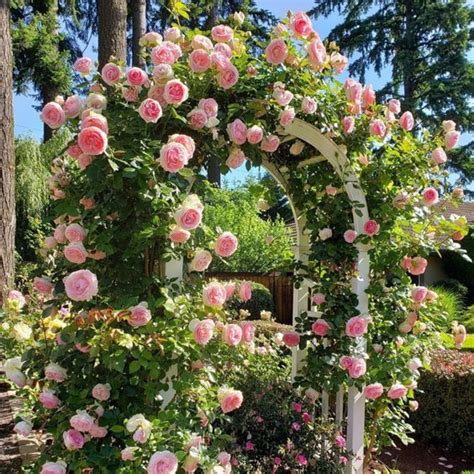 30 Seeds White Pink Eden Climbing Rose Seeds Elegant Bicolor Blooms